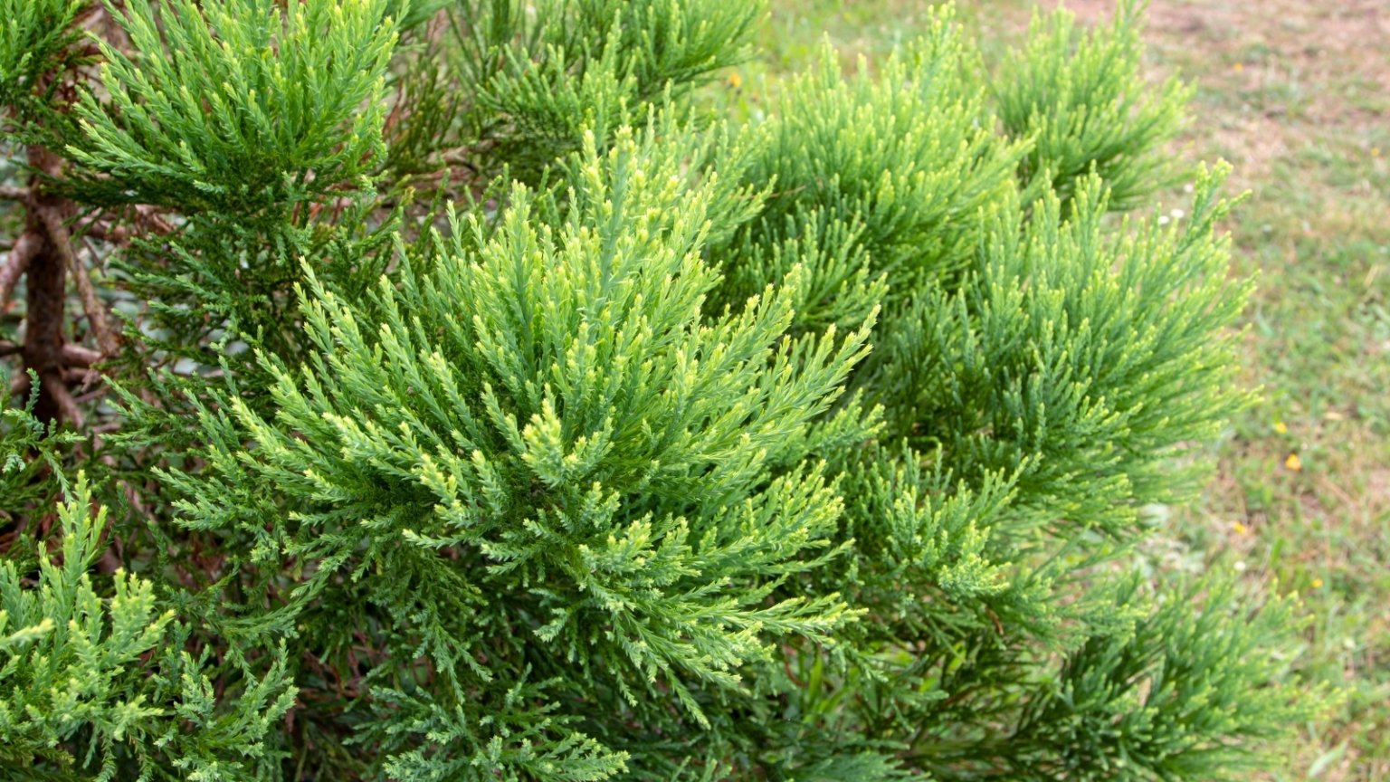 How to Plant, Grow, and Care for Giant Sequoia Trees