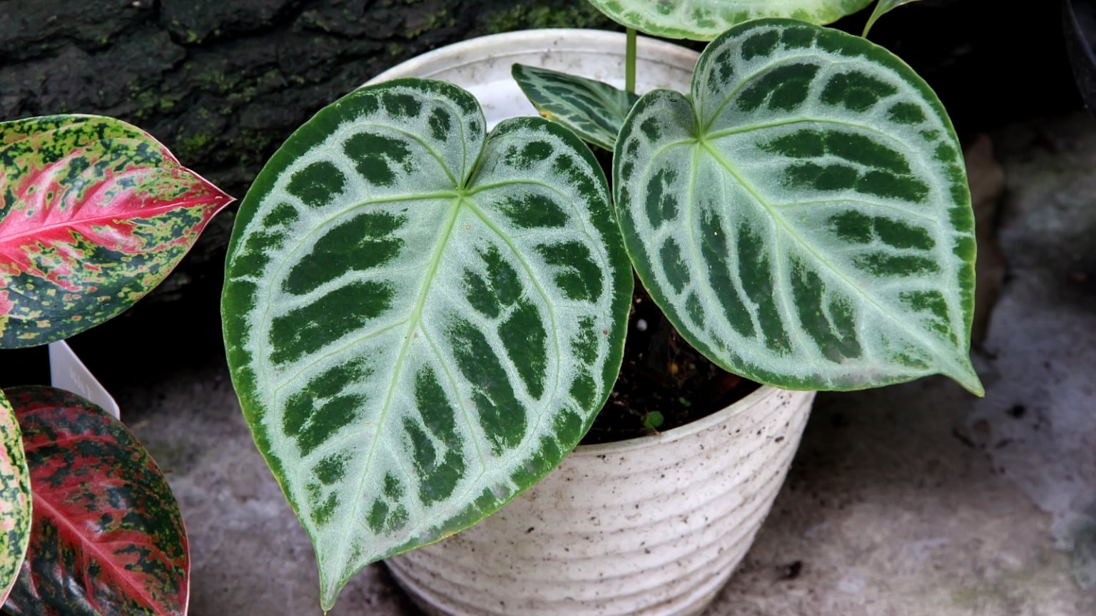 17 Varieties of Houseplants With Heart-Shaped Leaves