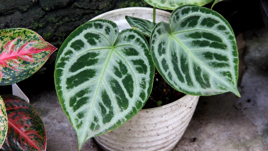17 Varieties of Houseplants With Heart-Shaped Leaves
