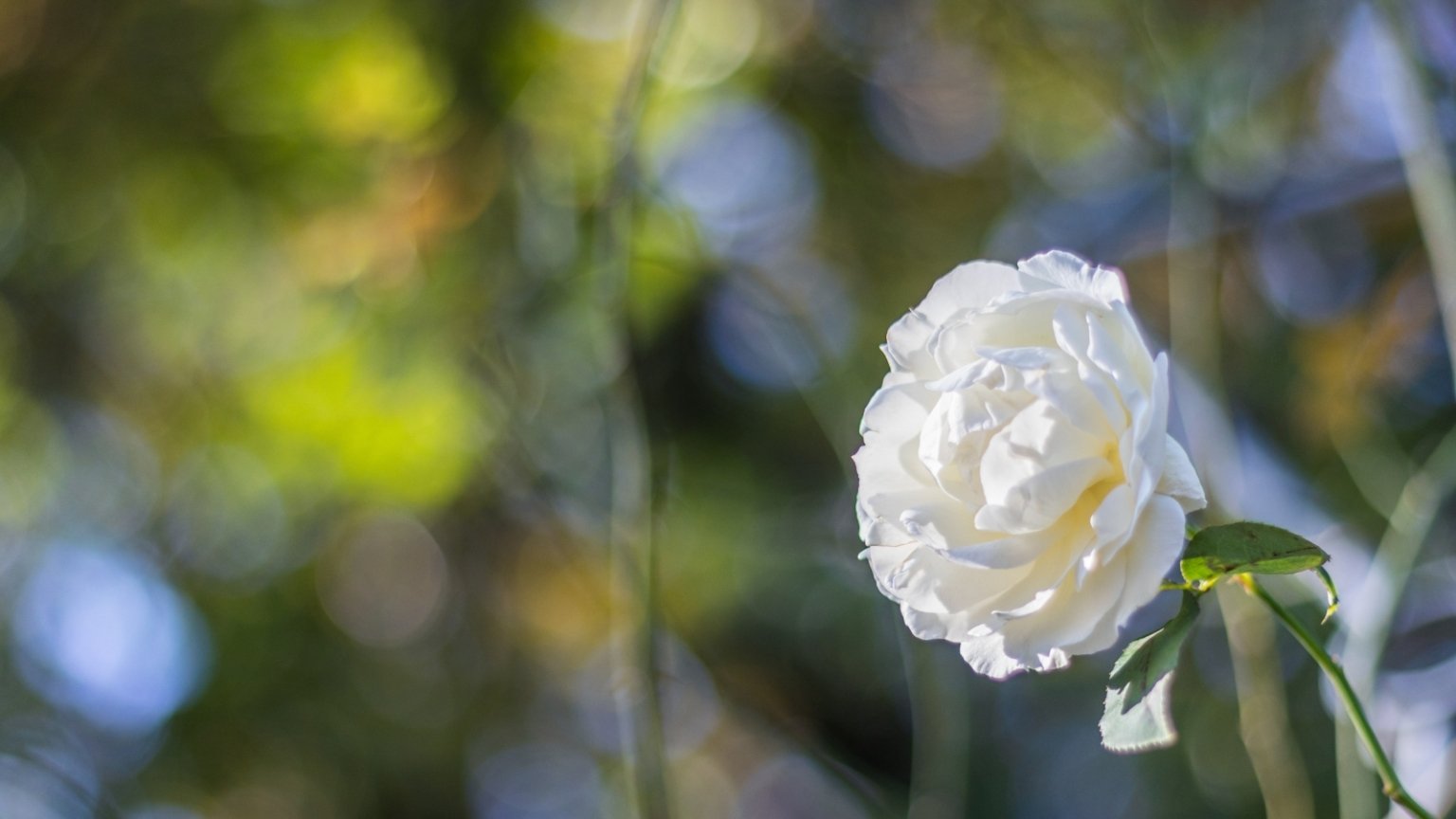 How to Plant, Grow, and Care for 'Iceberg' Roses