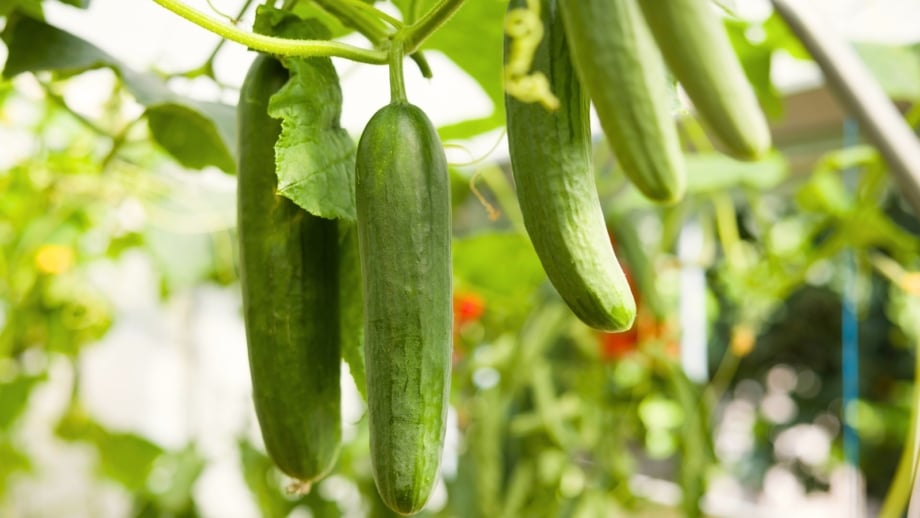 40 Cucumber Varieties You Should Grow