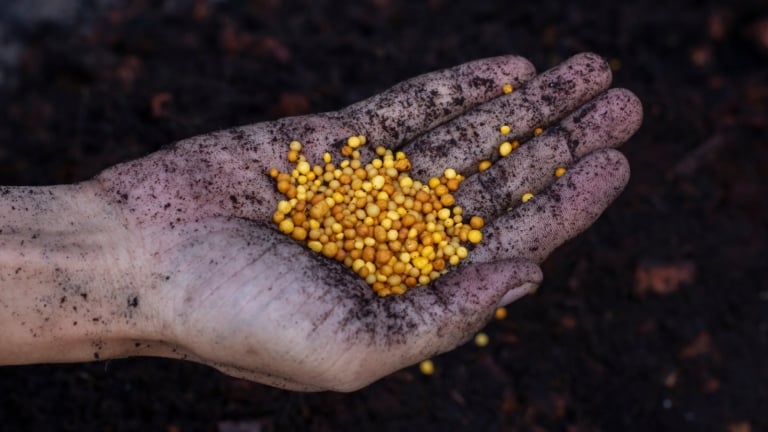 How to Plant, Grow, and Care for Pluot Tree