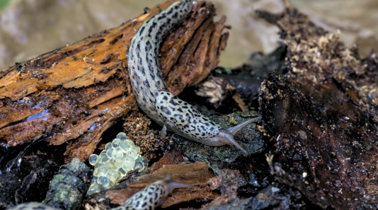 9 Ways to Keep Slugs off Your Hostas