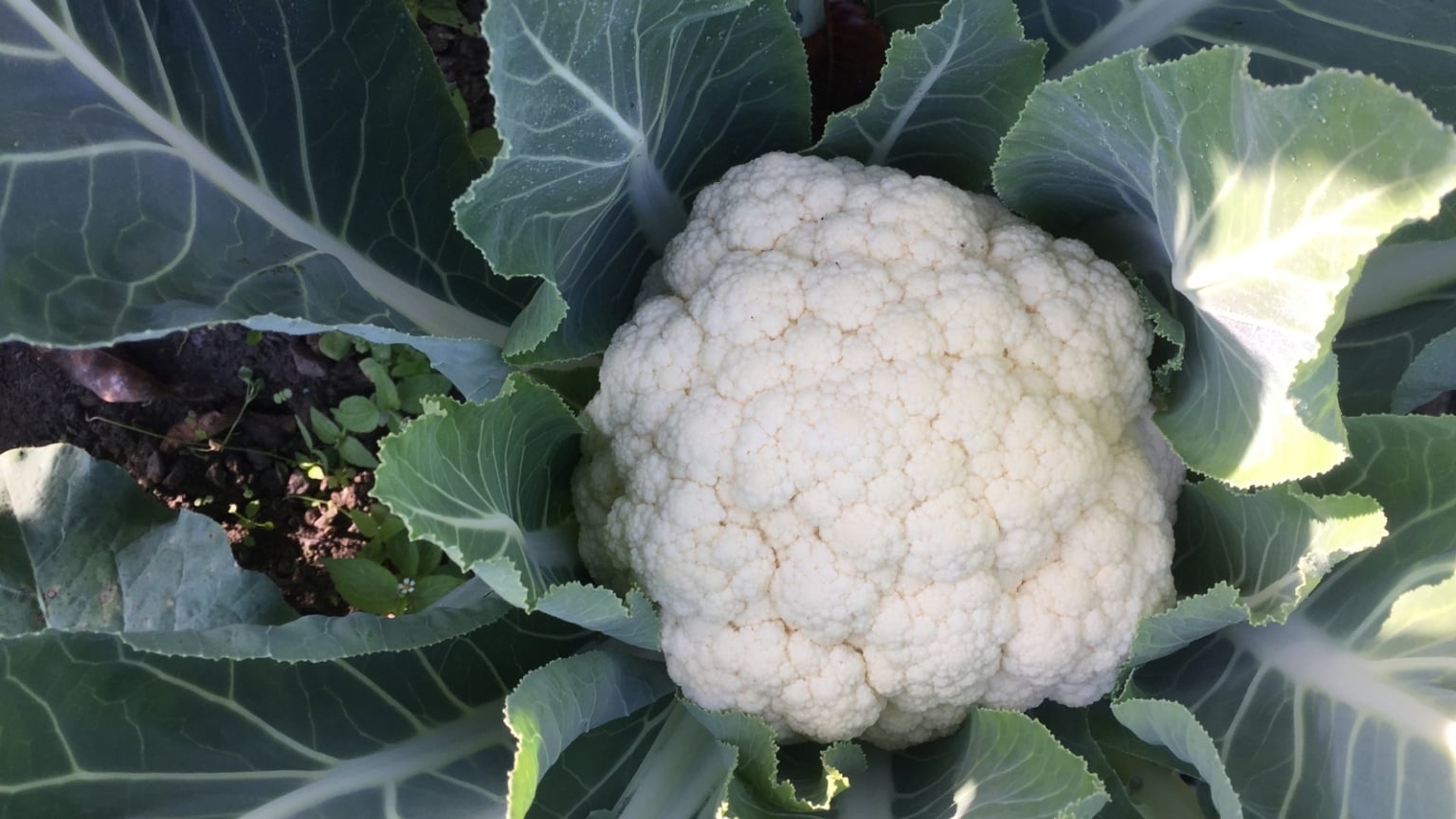 How to Grow Cauliflower in Raised Beds: A Complete Guide