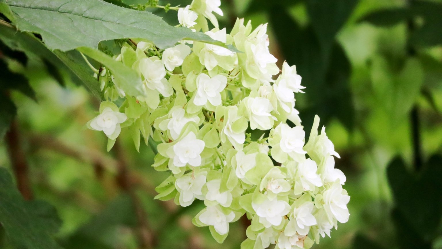 15 Varieties of Oakleaf Hydrangea