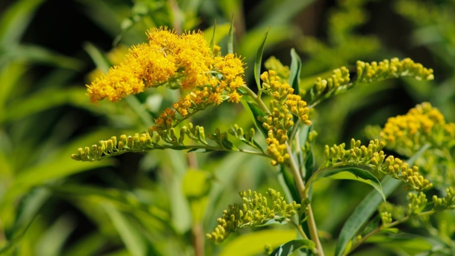 11 Wildflowers You Can Grow From Seed in January