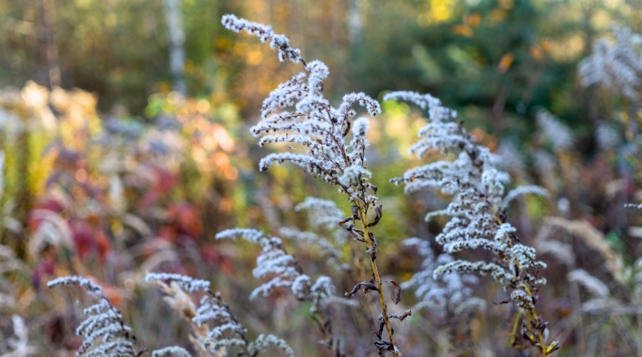 How to Fight Plants With Plants: Controlling Garden Nuisances