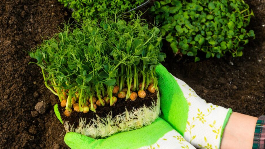 How to Grow Pea Microgreens in 6 Easy Steps