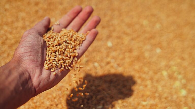 How to Plant, Grow, and Care for Wheat