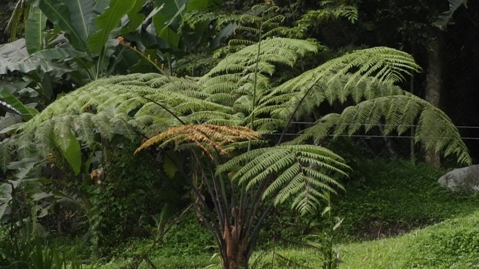 21 Tropical Plants That Grow Well in the Shade