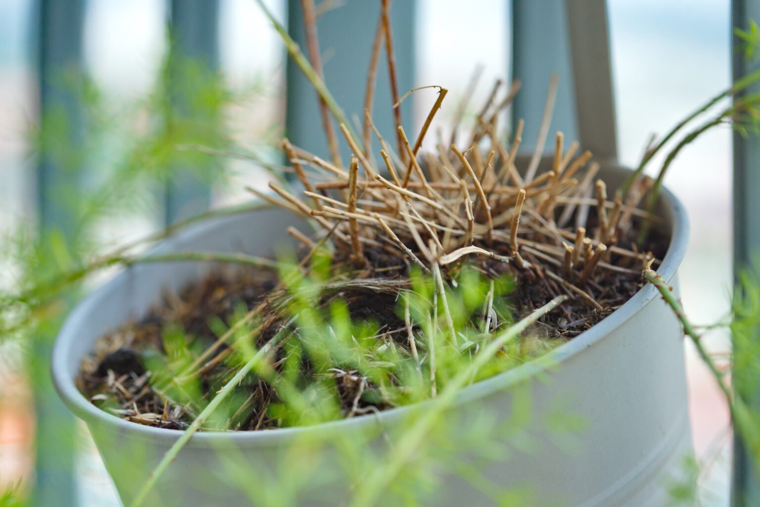 How to Plant, Grow, and Care for Foxtail Ferns