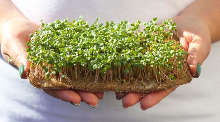 How to Grow Mustard Microgreens in 5 Easy Steps