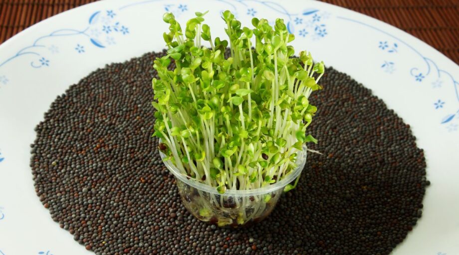 How to Grow Mustard Microgreens in 5 Easy Steps