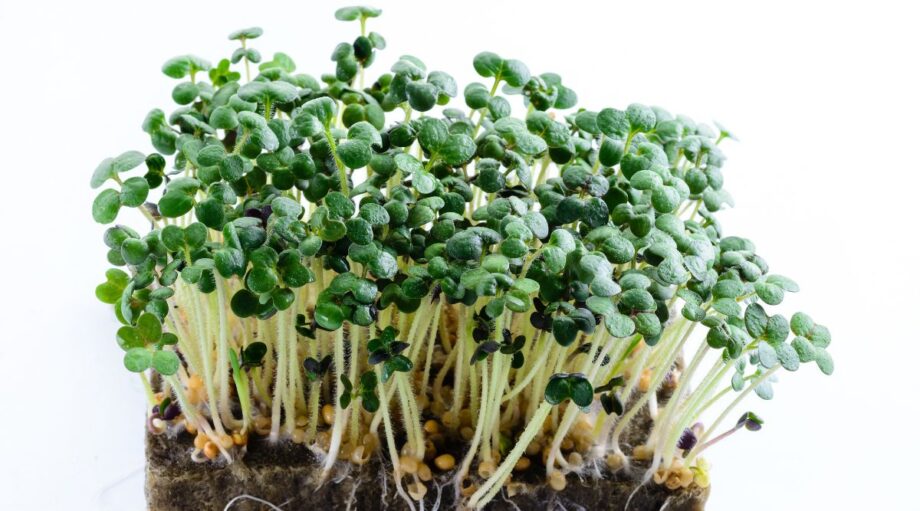 How to Grow Mustard Microgreens in 5 Easy Steps