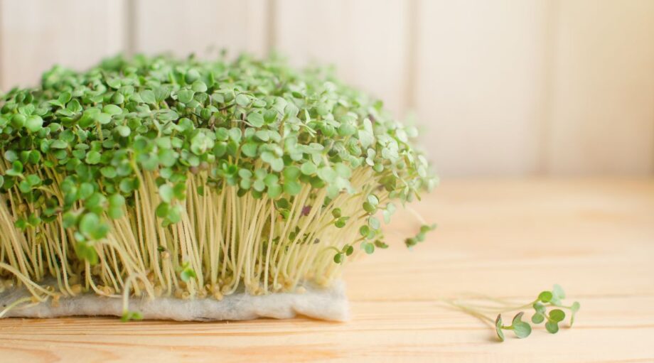How to Grow Mustard Microgreens in 5 Easy Steps