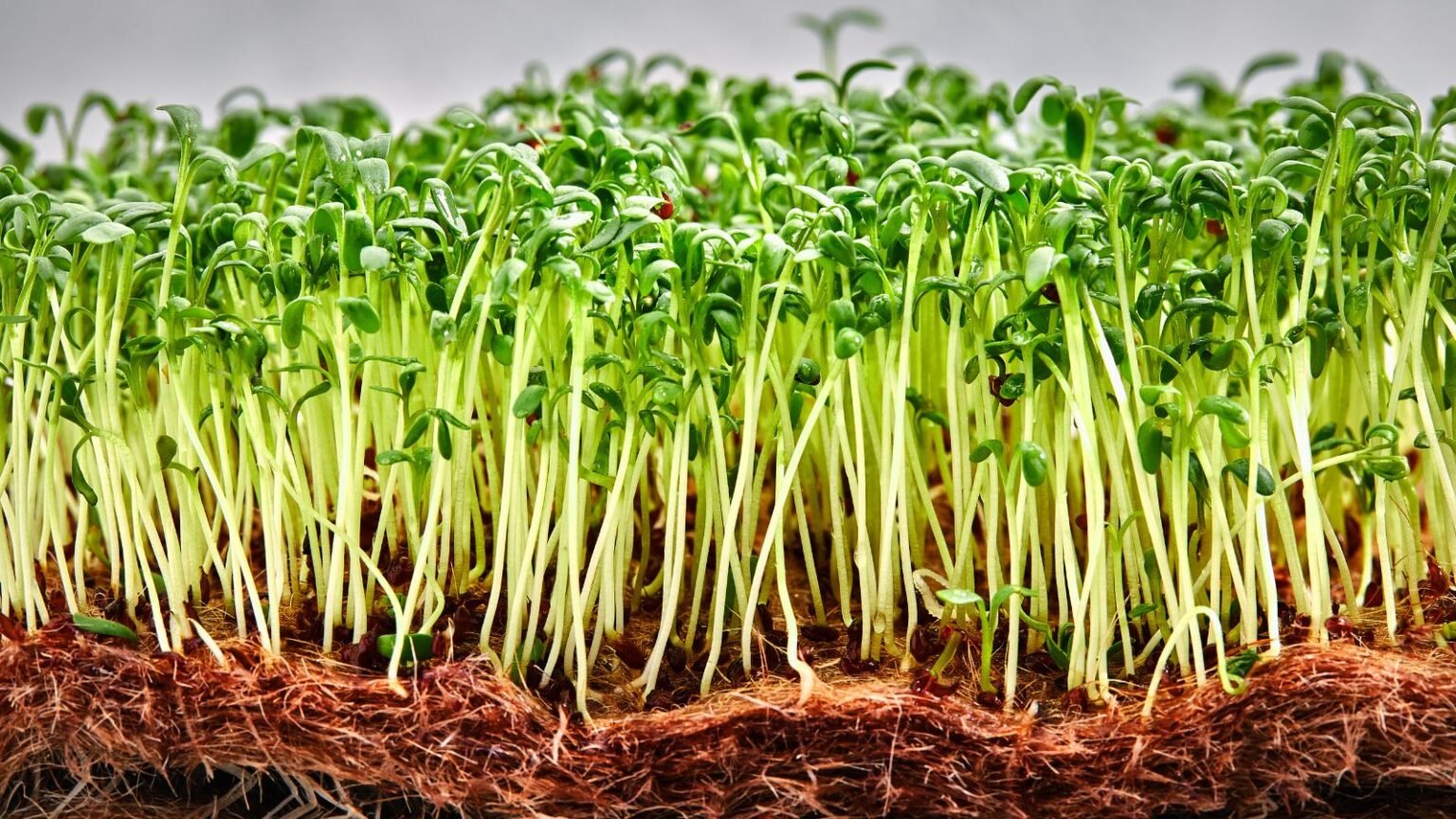 How to Grow Pea Microgreens in 6 Easy Steps