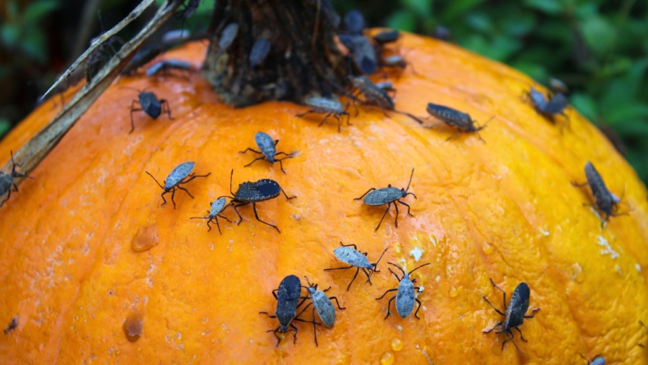 How to Grow Epic Pumpkins in Raised Beds