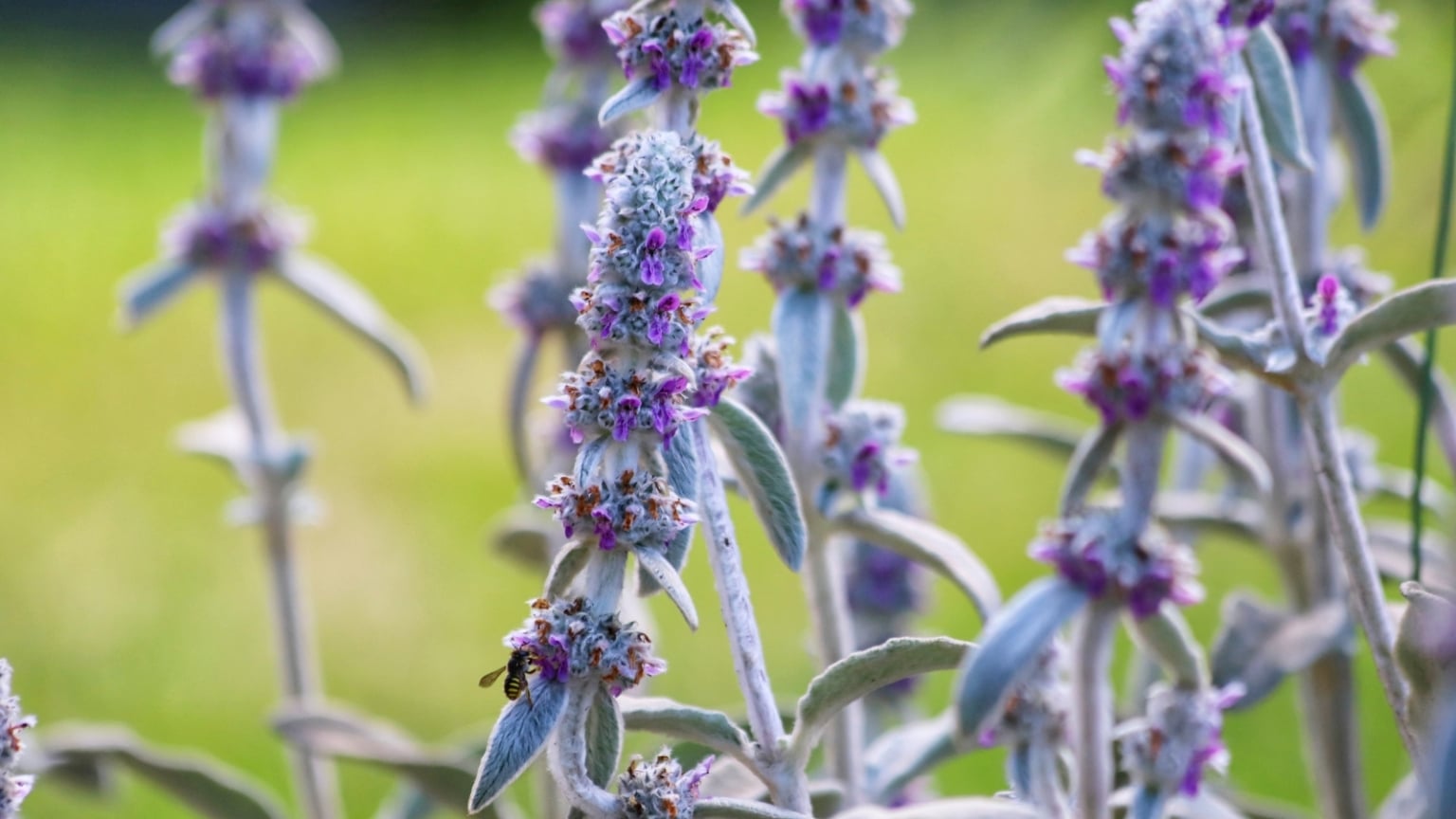 How to Plant, Grow, and Care For Lamb’s Ear Plants