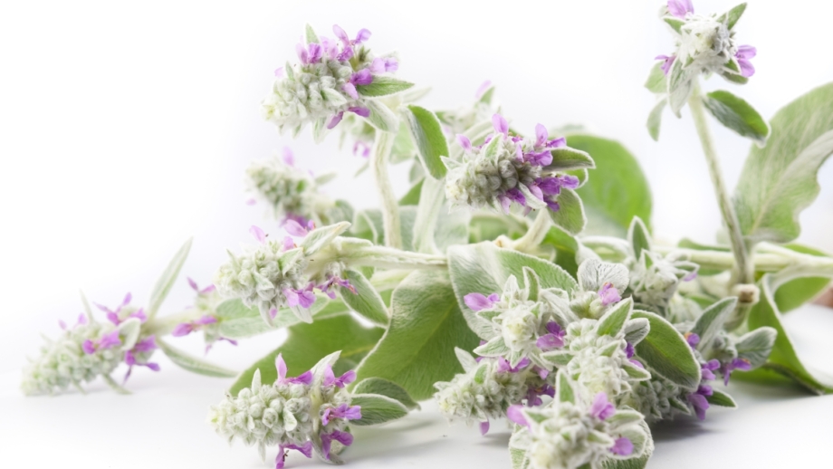 How to Plant, Grow, and Care For Lamb’s Ear Plants