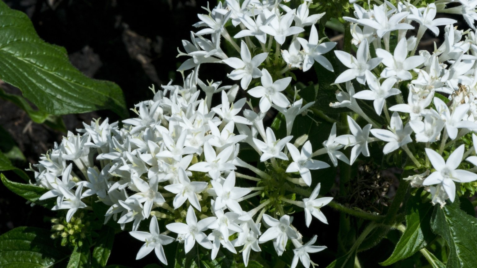 How to Plant, Grow, and Care For Pentas