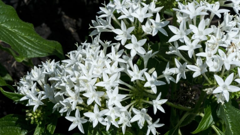 How to Plant, Grow, and Care For Pentas