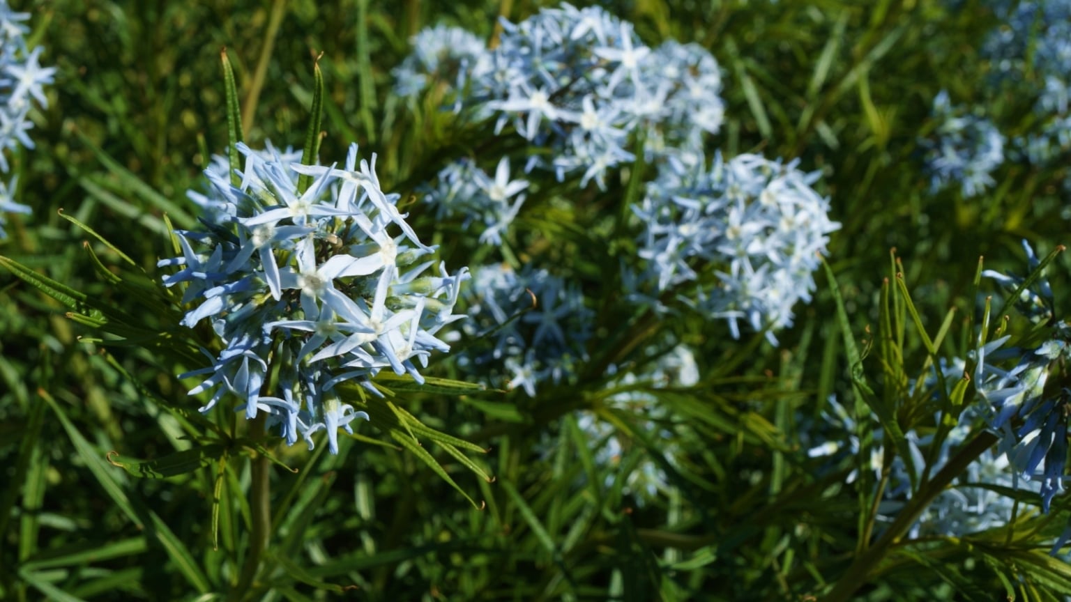 7 Beautiful Amsonia Varieties For Your Garden