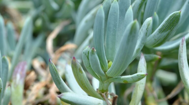 How to Plant, Grow, and Care for Blue Chalksticks (Curio repens)