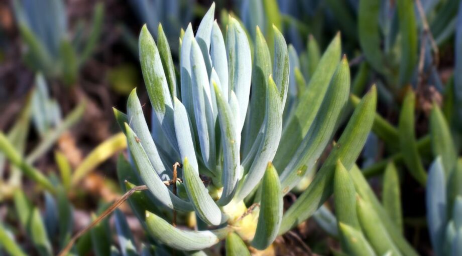 How to Plant, Grow, and Care for Blue Chalksticks (Curio repens)