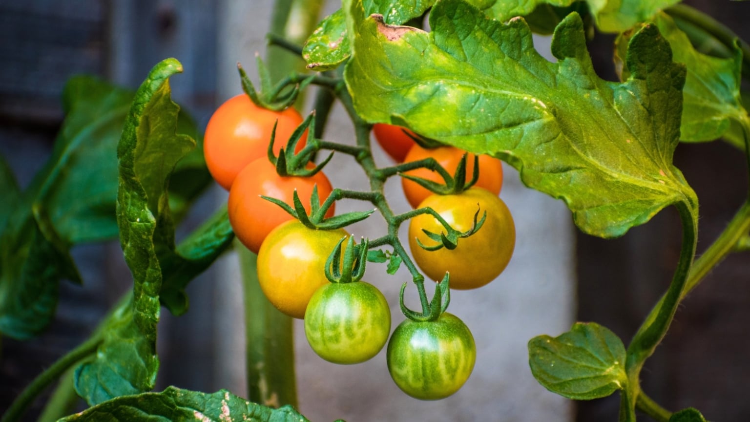 10 Things You Should Know Before Growing Tomatoes