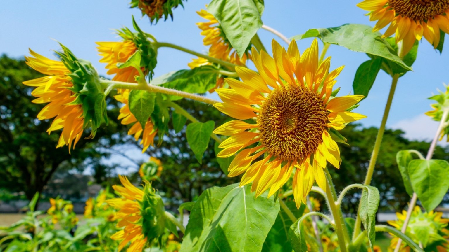 17 Vegetables You Can Plant in July