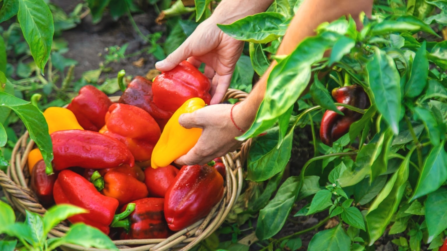9 Ways to Protect Your Raised Bed Vegetable Garden From Frost
