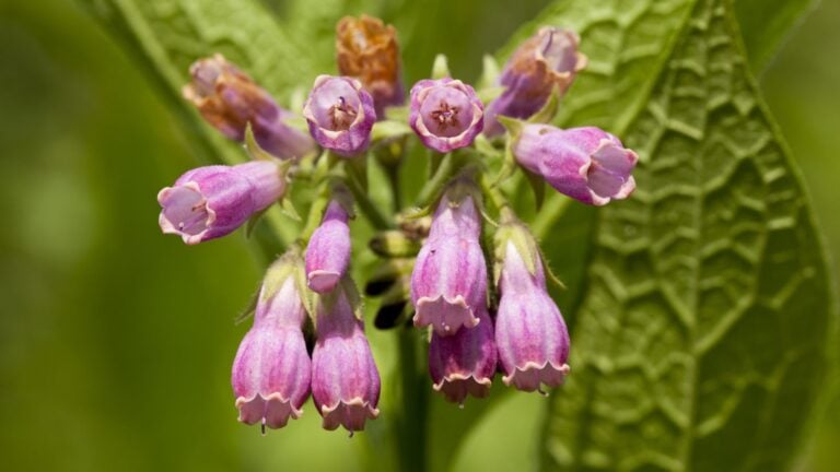 How to Plant, Grow, and Care for Comfrey