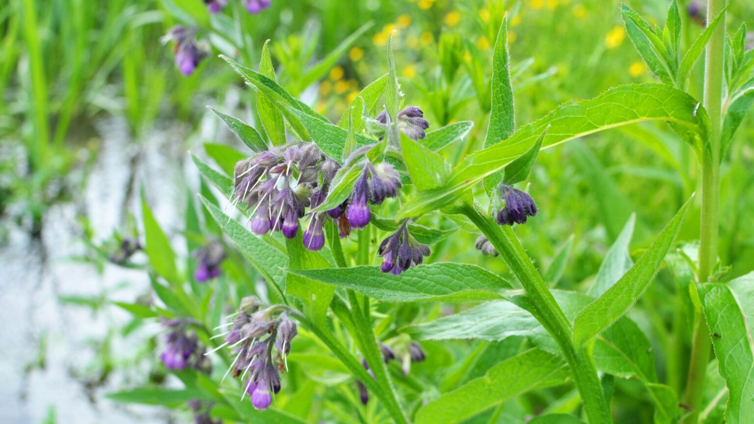 How to Plant, Grow, and Care for Comfrey