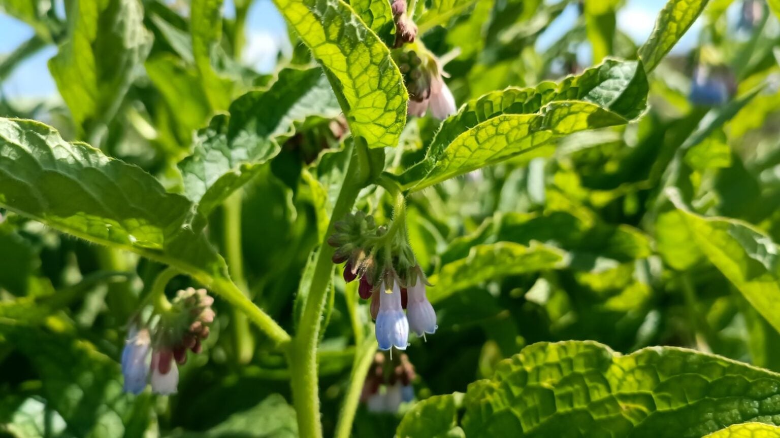 How to Plant, Grow, and Care for Comfrey