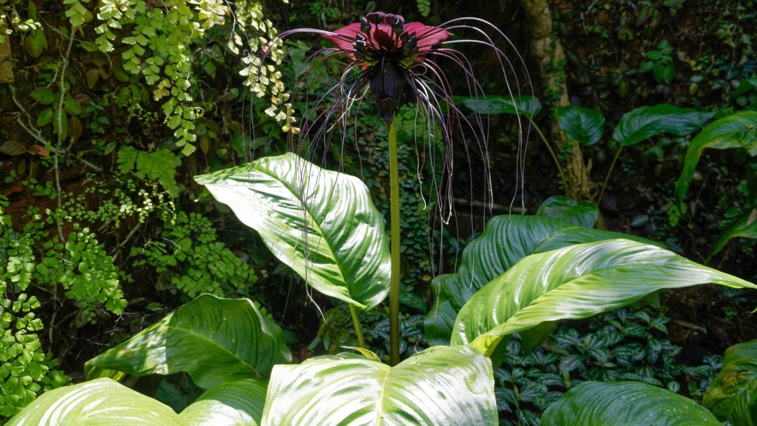 21 Tropical Plants That Grow Well in the Shade
