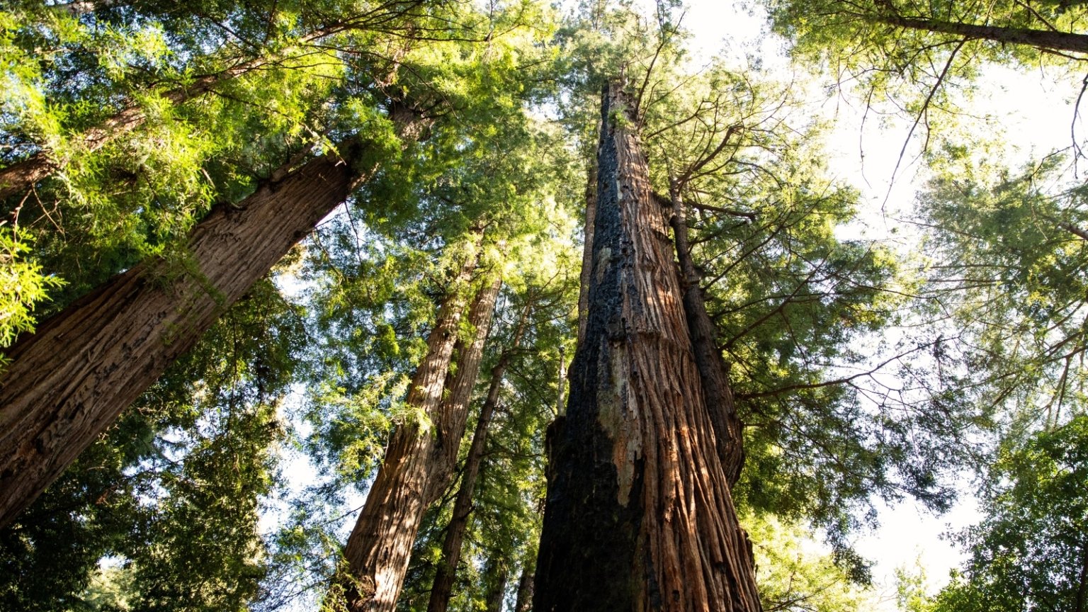 How to Plant, Grow, and Care for Giant Sequoia Trees