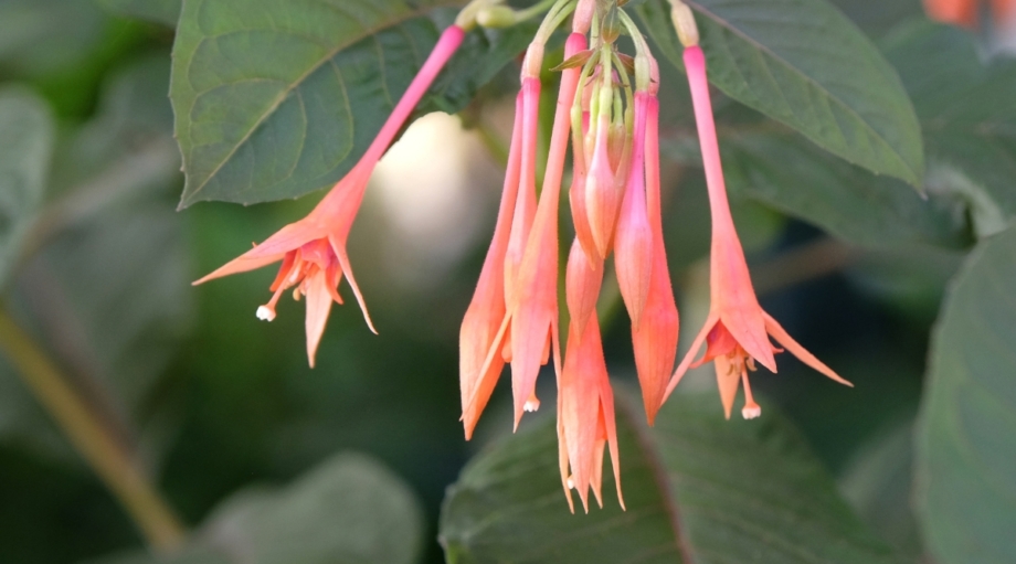 How to Prune Fuchsia Plants for Blooms All Summer