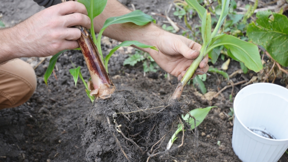 How to Plant, Grow, and Care for 'Dwarf Cavendish' Banana Trees