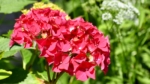 How to Plant, Grow, and Care For Bigleaf Hydrangeas