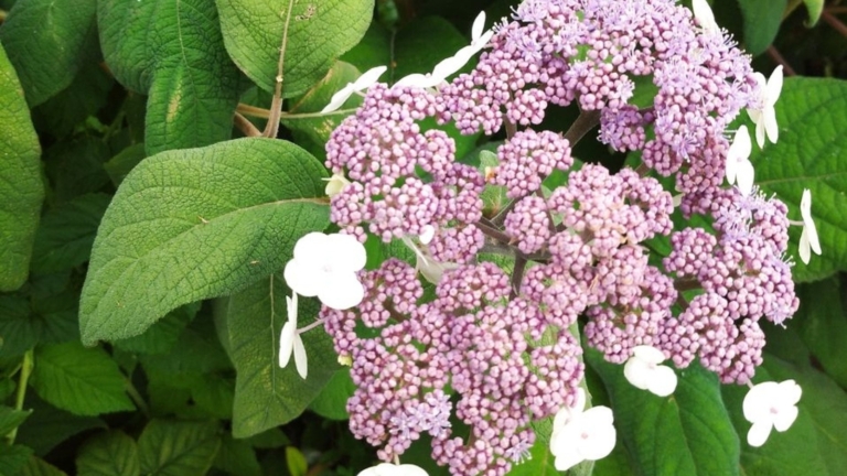 How to Plant, Grow, and Care For Bigleaf Hydrangeas