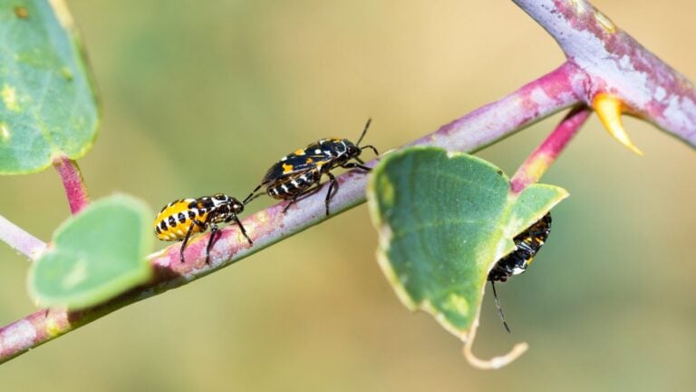 How to Identify, Control, and Prevent Harlequin Bug