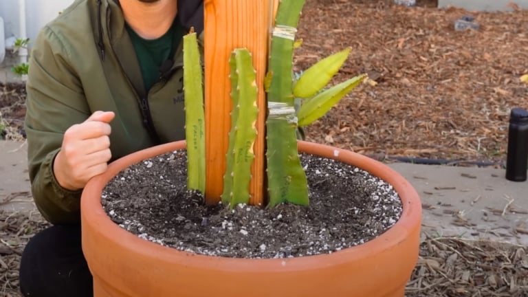 How to Grow Dragon Fruit in Pots and Containers