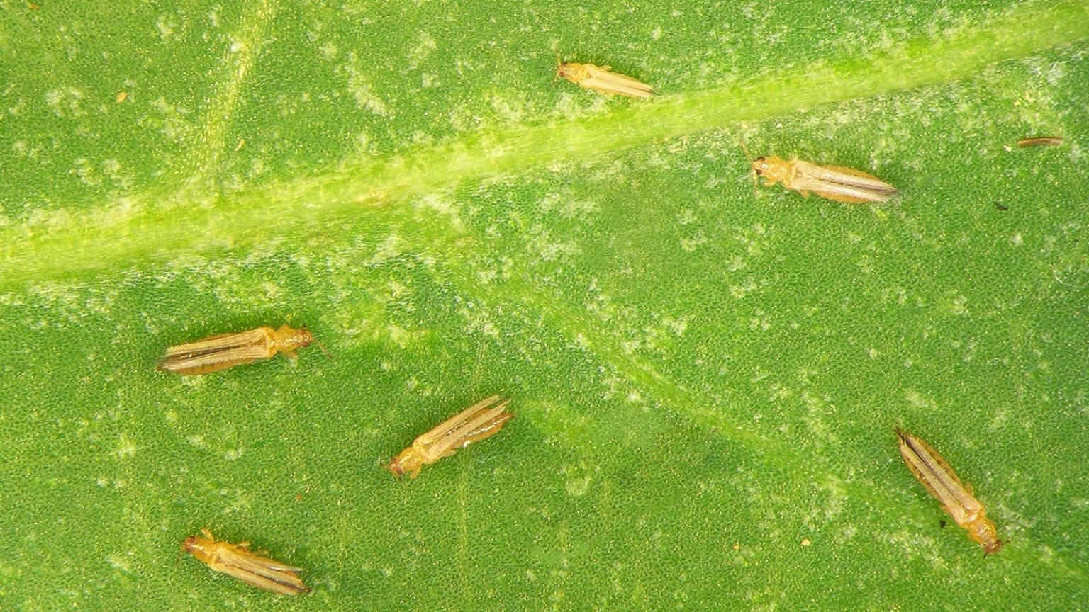 How to Plant, Grow, and Care for a Pomegranate