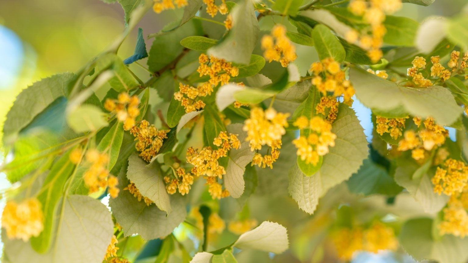 17 Low-Maintenance Trees For Your Landscape