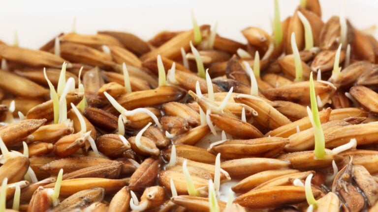 How to Plant, Grow, and Care for Rice