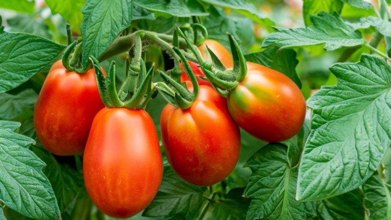 10 Things You Should Know Before Growing Tomatoes