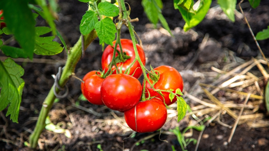 17 Vegetables You Can Plant in July