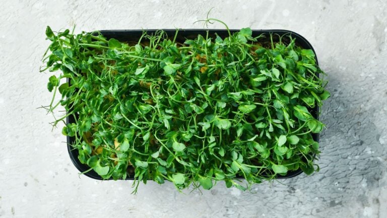 How to Grow Pea Microgreens in 6 Easy Steps