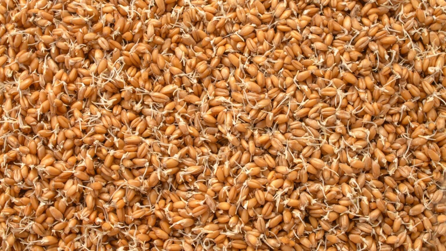 How to Grow Wheatgrass Microgreens in 6 Easy Steps