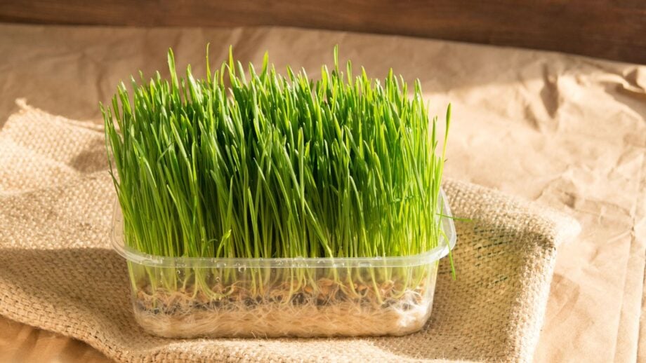 How to Grow Wheatgrass Microgreens in 6 Easy Steps